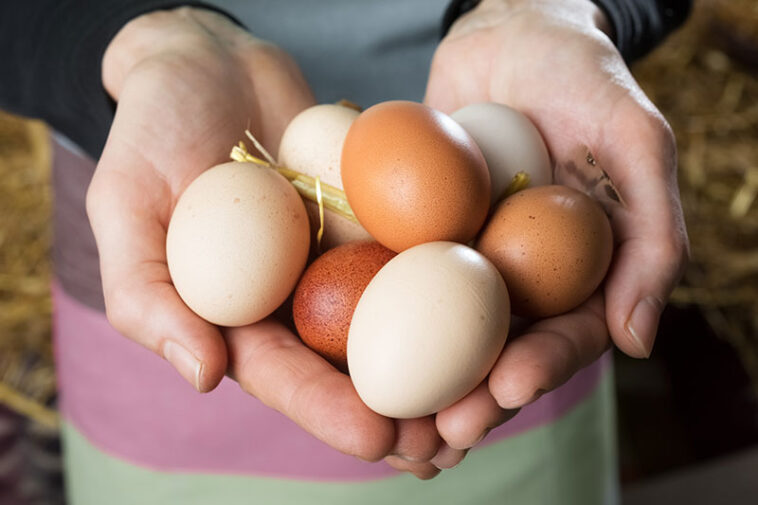 Eggs in marriage – Funsteria