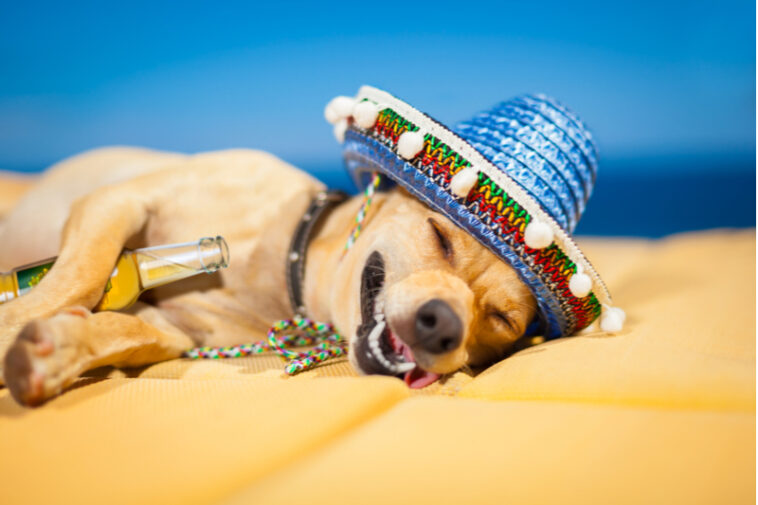 The Happy Hangover – Funsteria